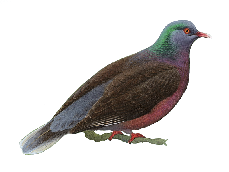 Details : Laurel Pigeon - BirdGuides