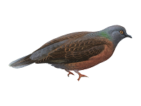 Details : Laurel Pigeon - BirdGuides