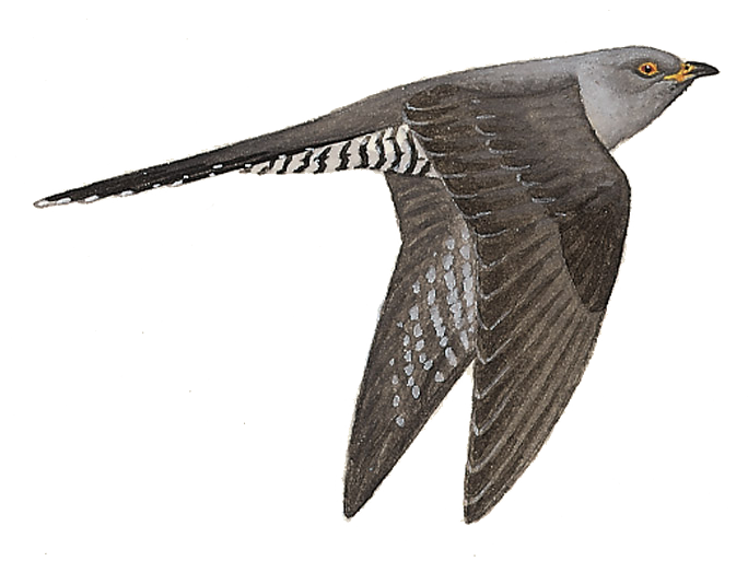 Details : Common Cuckoo - BirdGuides