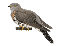 Details : Common Cuckoo - BirdGuides