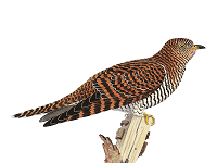Details : Common Cuckoo - BirdGuides