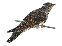 Details : Common Cuckoo - BirdGuides