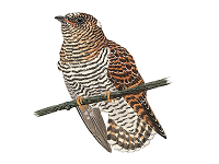 Details : Common Cuckoo - BirdGuides