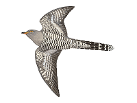 Details : Common Cuckoo - BirdGuides