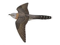 Details : Common Cuckoo - BirdGuides