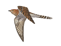 Details : Common Cuckoo - BirdGuides