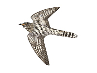 Details : Common Cuckoo - BirdGuides