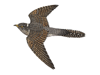 Details : Common Cuckoo - BirdGuides