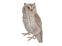 Details : Eurasian Scops Owl - BirdGuides