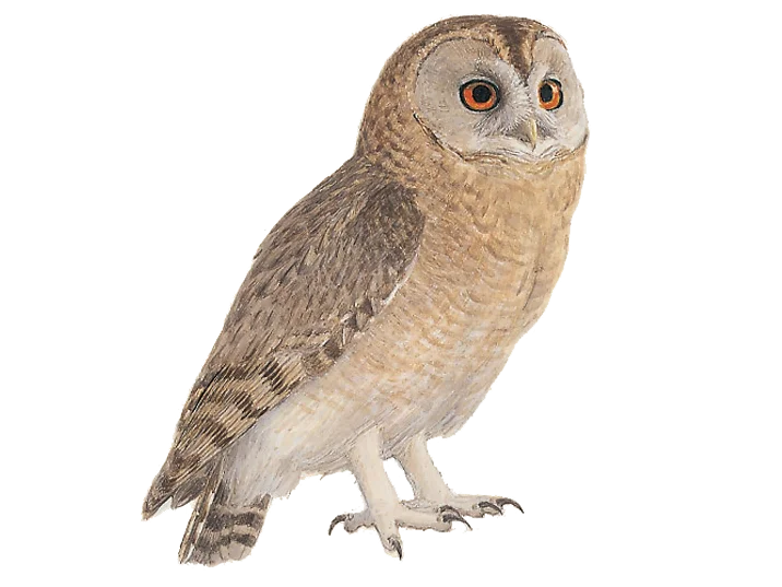 Details : Omani Owl - BirdGuides