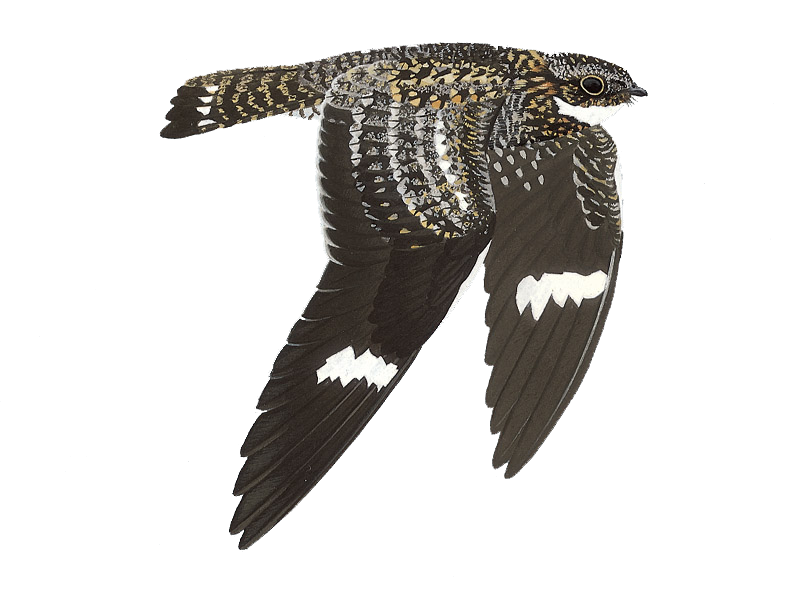 Details : Common Nighthawk - BirdGuides