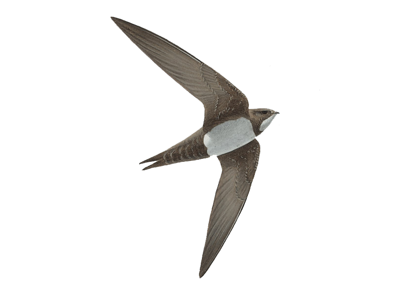 Details : Alpine Swift - BirdGuides