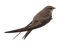 Details : Alpine Swift - BirdGuides