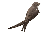 Details : Alpine Swift - BirdGuides