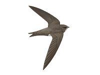 Details : Alpine Swift - BirdGuides