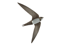 Details : Alpine Swift - BirdGuides
