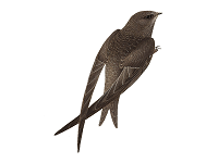 Details : Cape Verde Swift - BirdGuides
