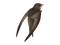 Details : Pallid Swift - BirdGuides