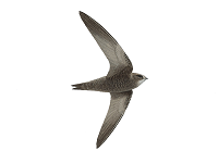 Details : Pallid Swift - BirdGuides