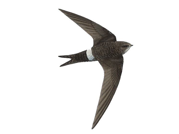Details : Pacific Swift - BirdGuides