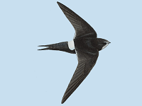 Details : White-rumped Swift - BirdGuides