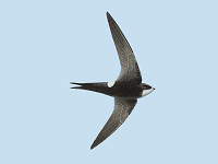 Details : White-rumped Swift - BirdGuides