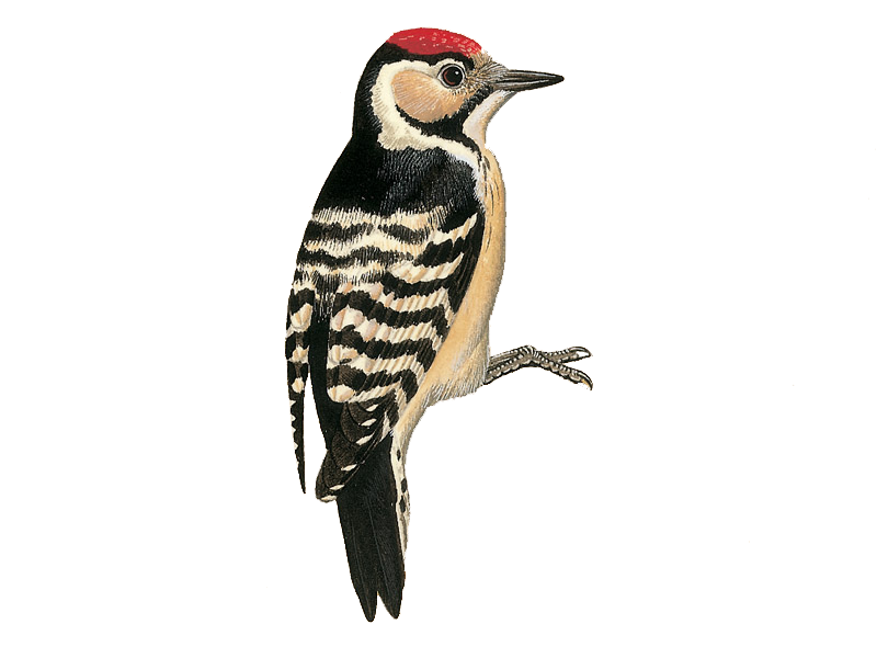 Details : Lesser Spotted Woodpecker - BirdGuides