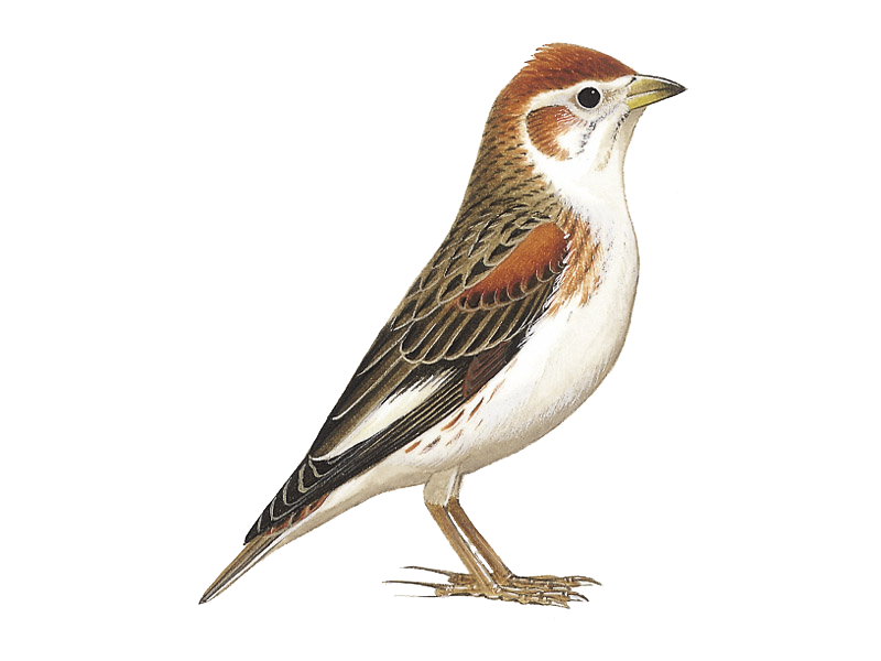 Details : White-winged Lark - BirdGuides