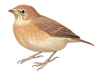 Details : Desert Lark - BirdGuides