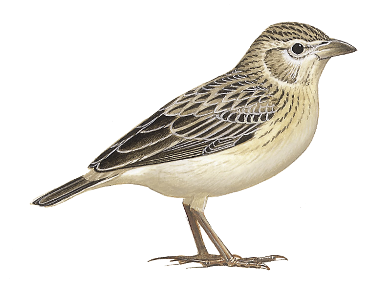 Details : Raso Lark - BirdGuides