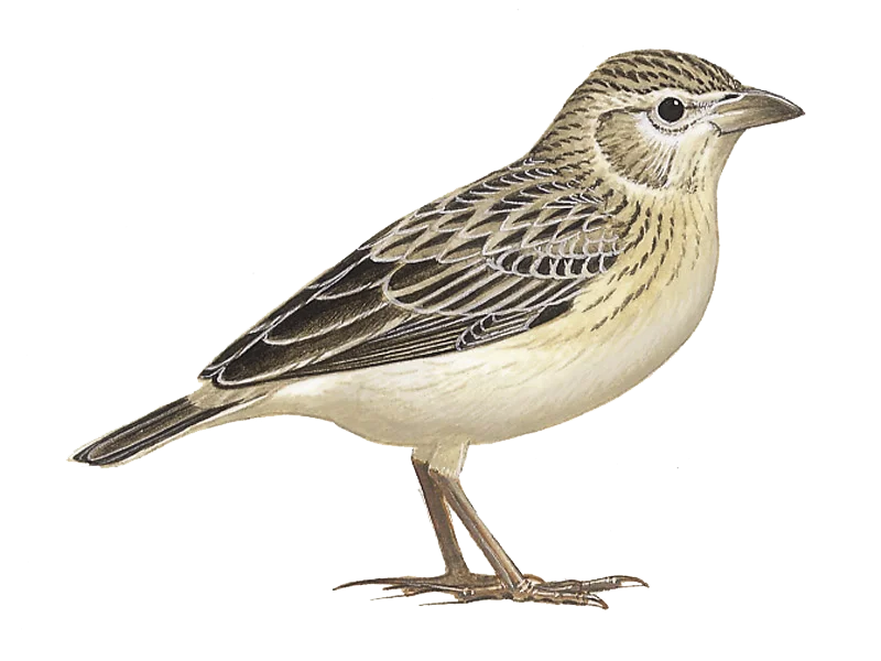 Details : Raso Lark - BirdGuides