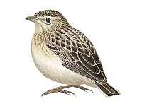 Details : Raso Lark - BirdGuides