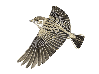 Details : Raso Lark - BirdGuides
