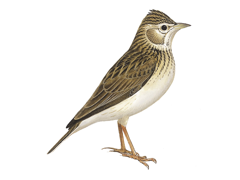 Details : Eurasian Skylark - BirdGuides