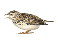 Details : Eurasian Skylark - BirdGuides