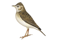 Details : Eurasian Skylark - BirdGuides