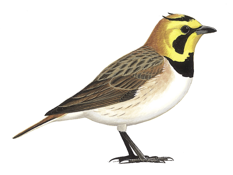 Details : Shore Lark - BirdGuides