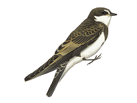 Details : Banded Martin - BirdGuides