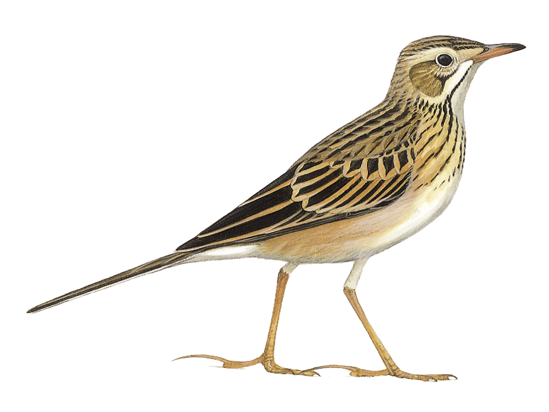 Details : Richard's Pipit - BirdGuides