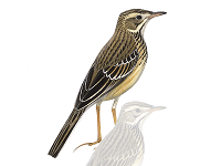 Details : Richard's Pipit - BirdGuides