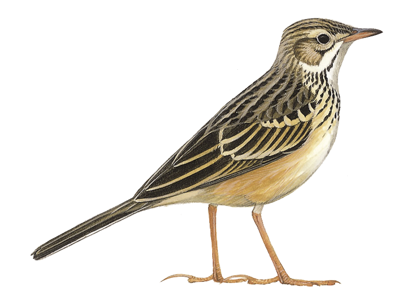 Details : Blyth's Pipit - BirdGuides