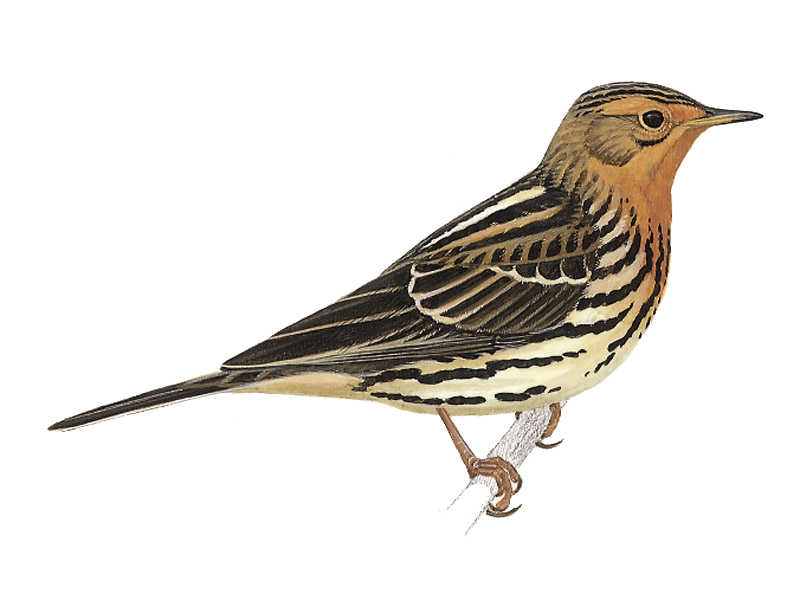 Details : Red-throated Pipit - BirdGuides