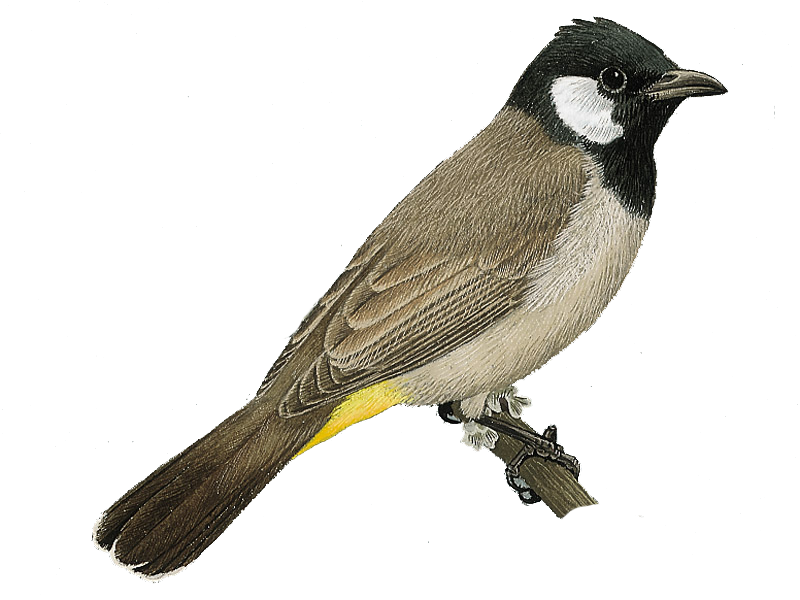 Details : Himalayan Bulbul - BirdGuides