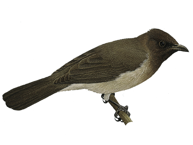 Details : Common Bulbul - BirdGuides