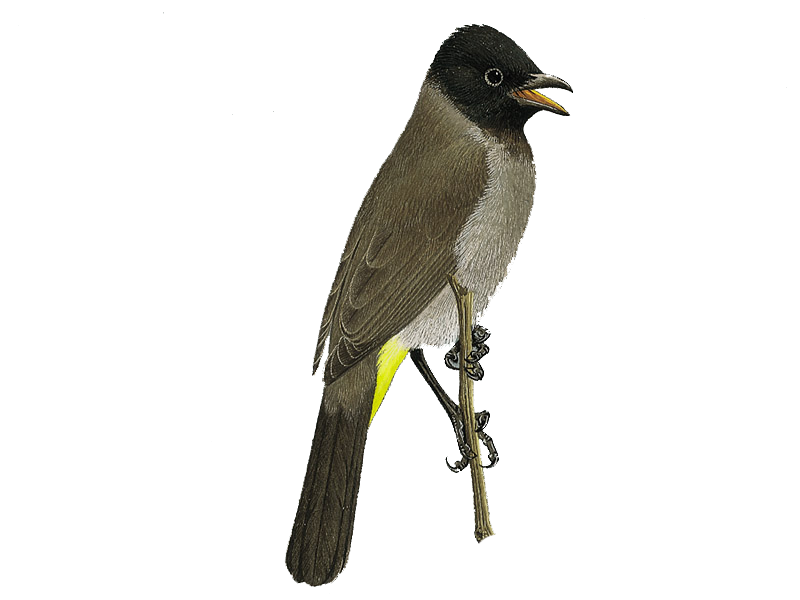Details : White-spectacled Bulbul - BirdGuides