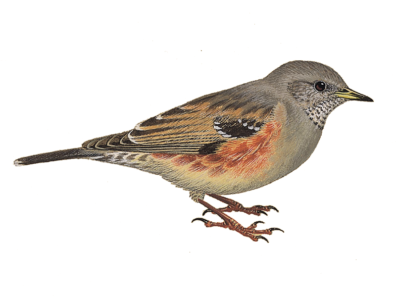 Details : Alpine Accentor - BirdGuides