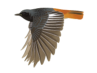 Details : Black Redstart - BirdGuides