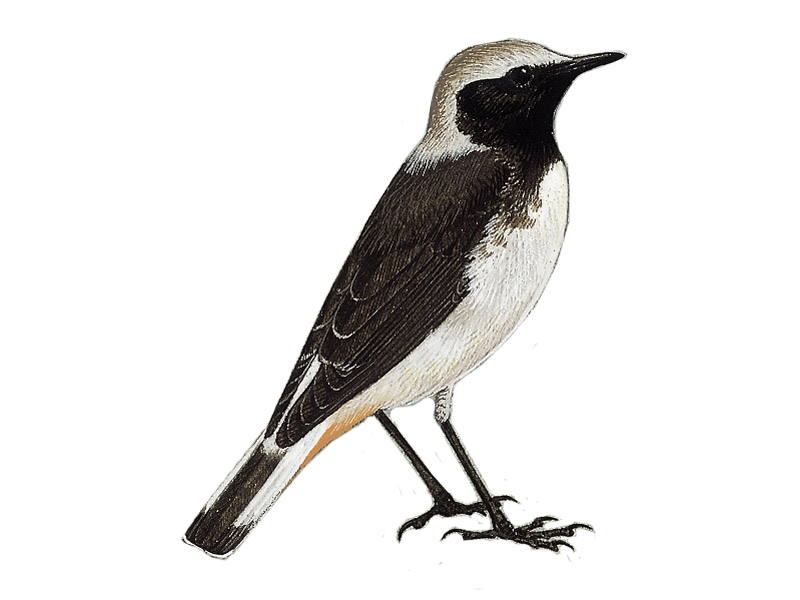 Details : Mourning Wheatear - BirdGuides