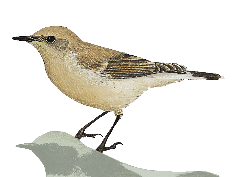 Details : Mourning Wheatear - BirdGuides