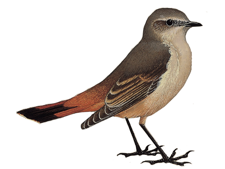 Details : Red-tailed Wheatear - BirdGuides